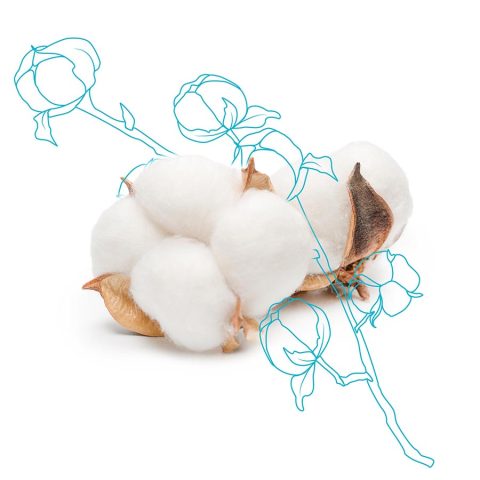 Eucotton | European Cotton Alliance (ECA)